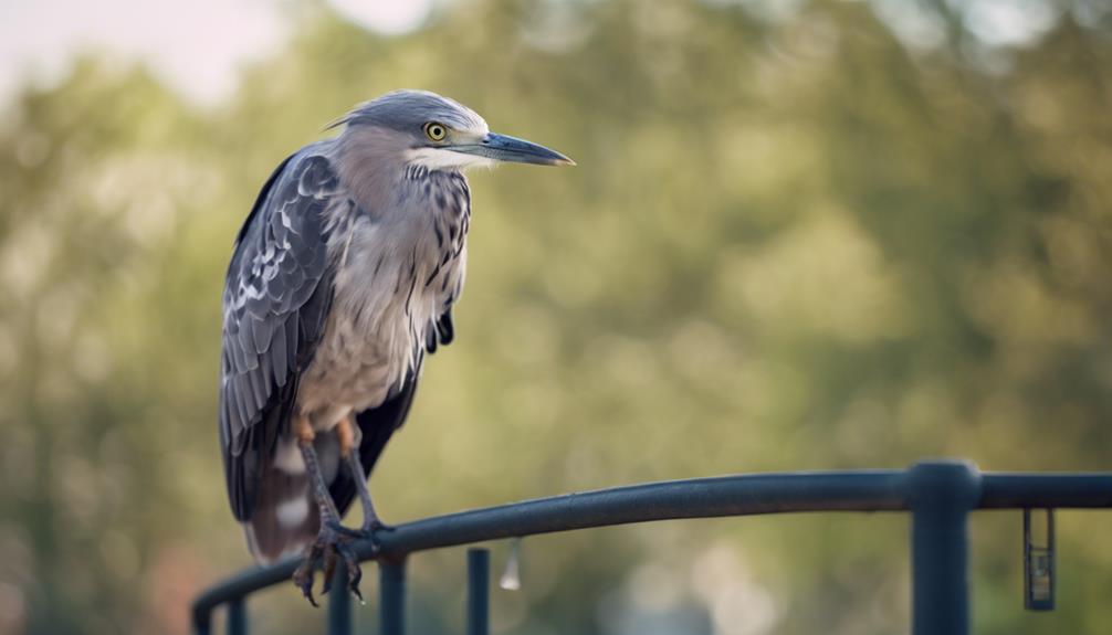 Top 15 Types Of Birds In Dallas Texas (With Pictures) - Fly Aviary