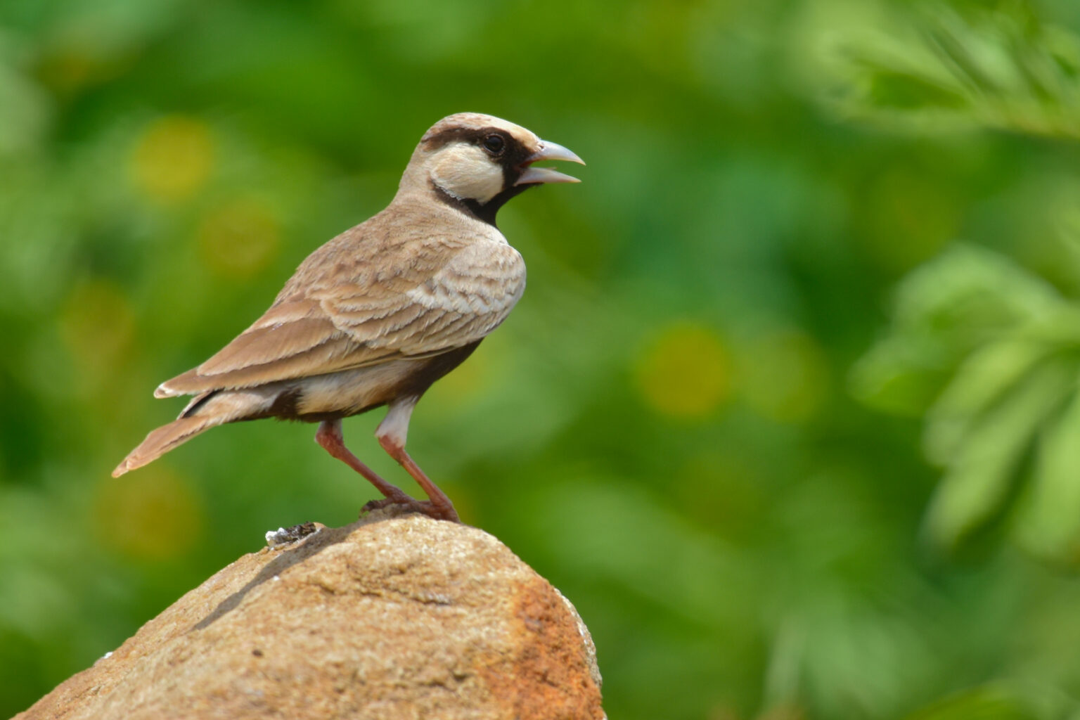 Desert Bird Identification: How Birds Survive Heat and Dry Habitat ...