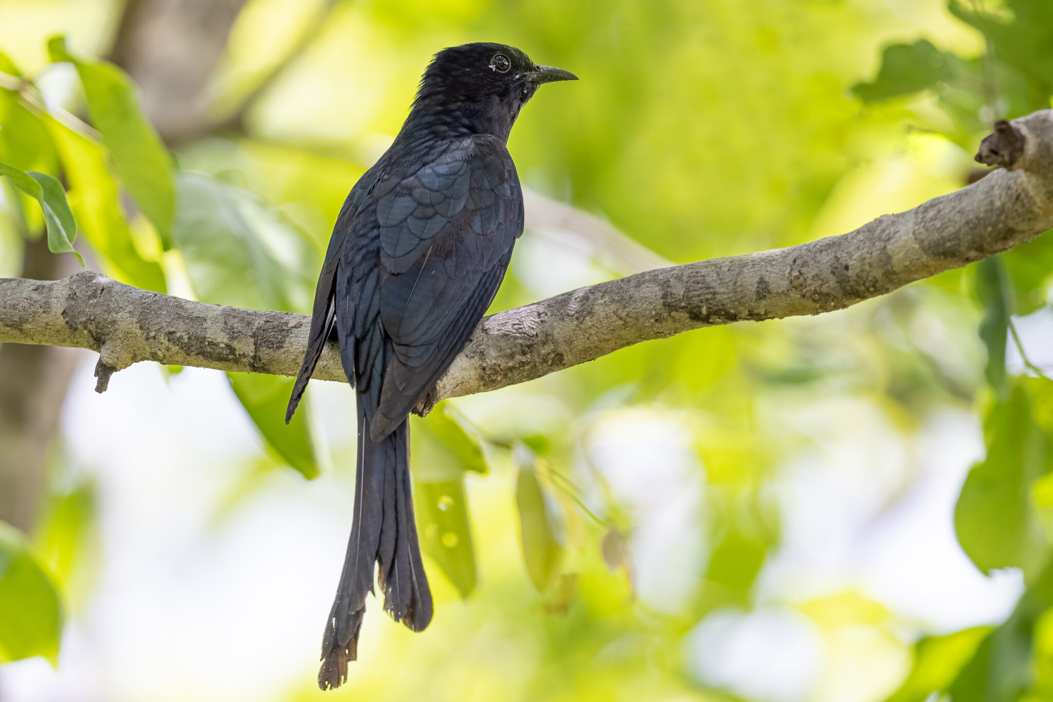 Forest Bird Identification: Sounds, Movement, and Canopy Clues - Fly Aviary
