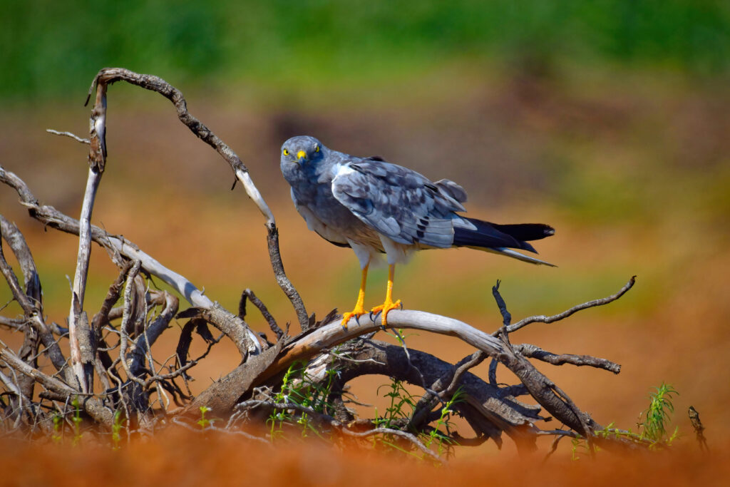 Grassland Bird Identification: Ground Birds, Raptors, and Open-Country ...